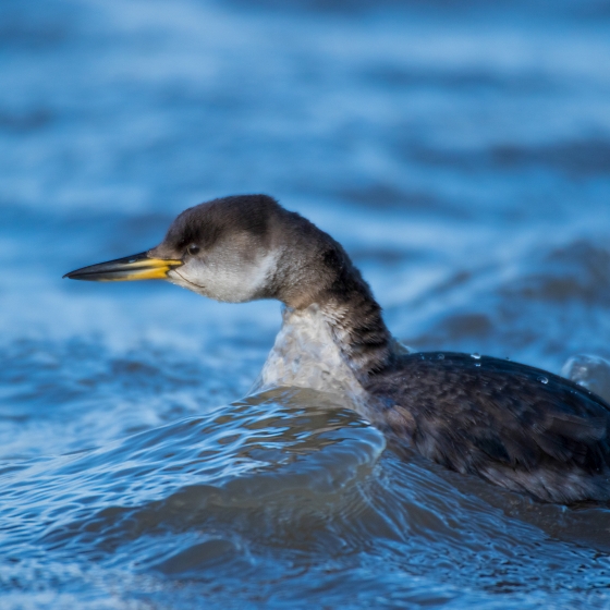 Red Necked Grebe Winter